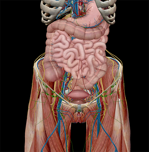 Pelvic Region In Body